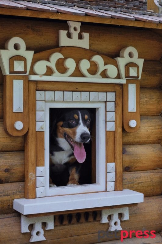 Build the Perfect Oasis: DIY Dog House Outdoors Guide! - PetPress