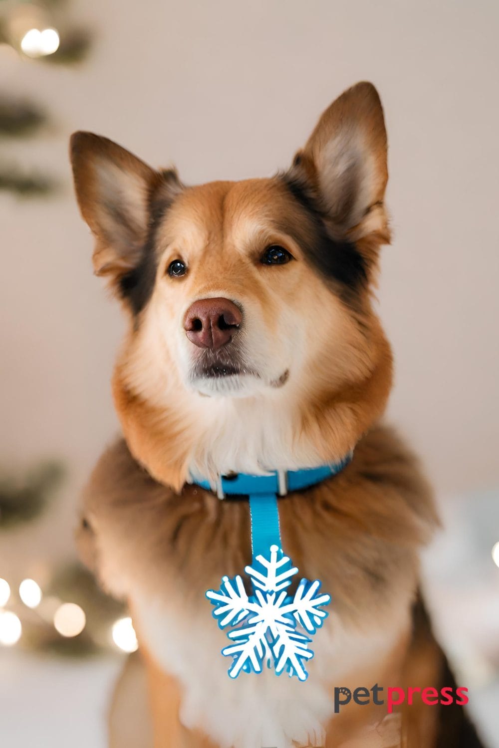 Top 10 Hottest Dog Christmas Ribbons You Need to Explore! - PetPress