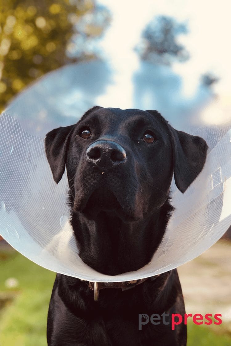 DIY Dog Cone: Make Their Recovery Sweeter and Fashionable - PetPress