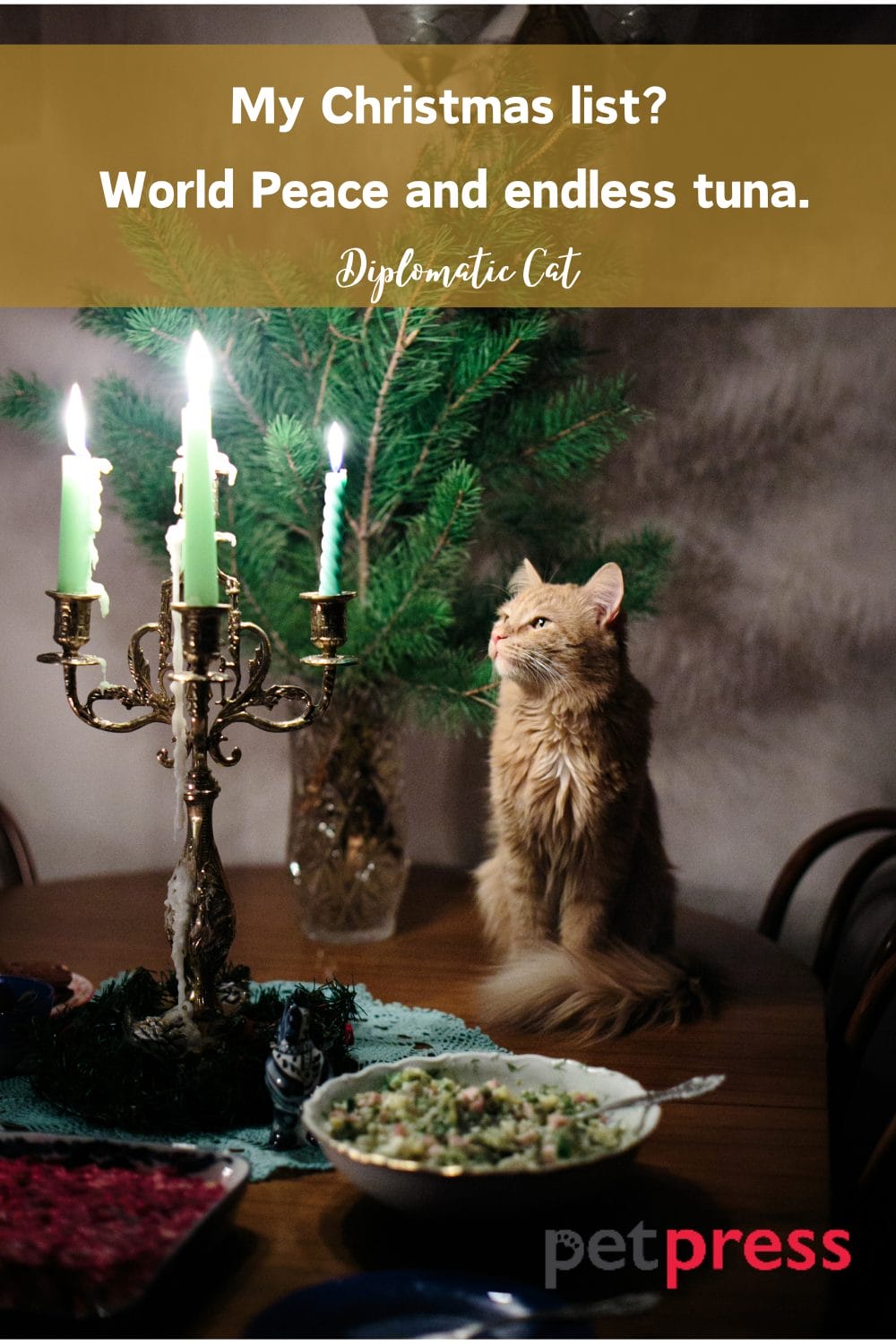 85 Funny Christmas Cat Quotes to Crack You Up This Holiday