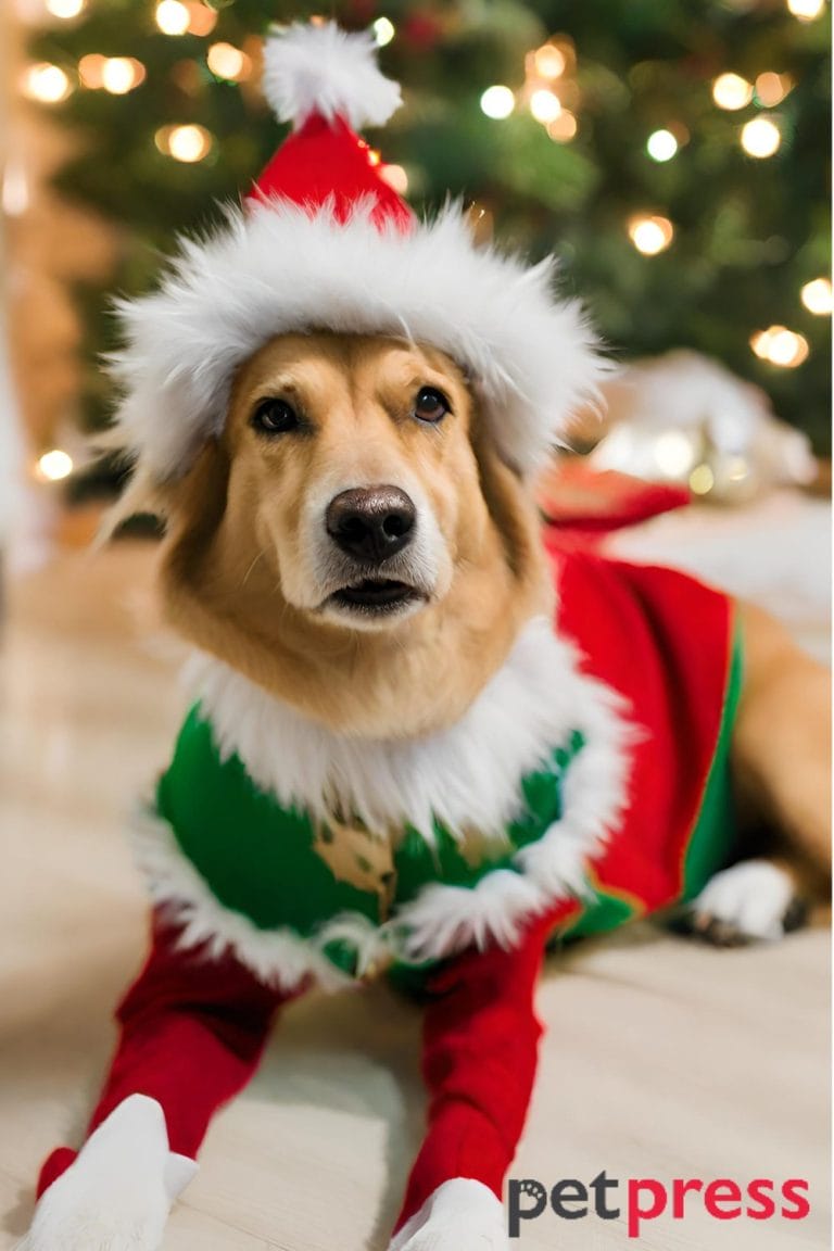 Santa’s Little Helper: 20 Hilarious Dog Christmas Elf Outfits