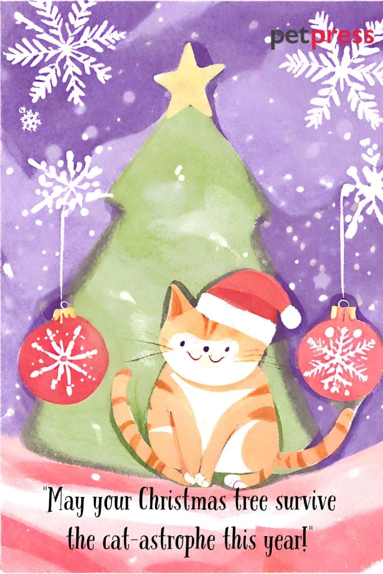 85 Hilarious & Festive Phrases for Cat Christmas Card Quotes