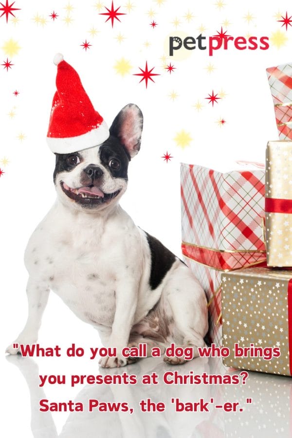 105 Funny Christmas Dog Quotes That Sparkle up the Holidays