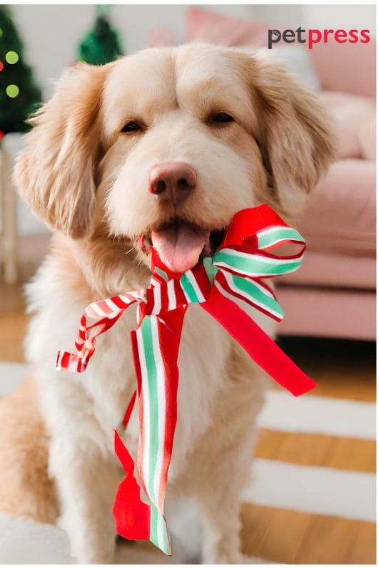 Top 10 Hottest Dog Christmas Ribbons You Need to Explore! - PetPress