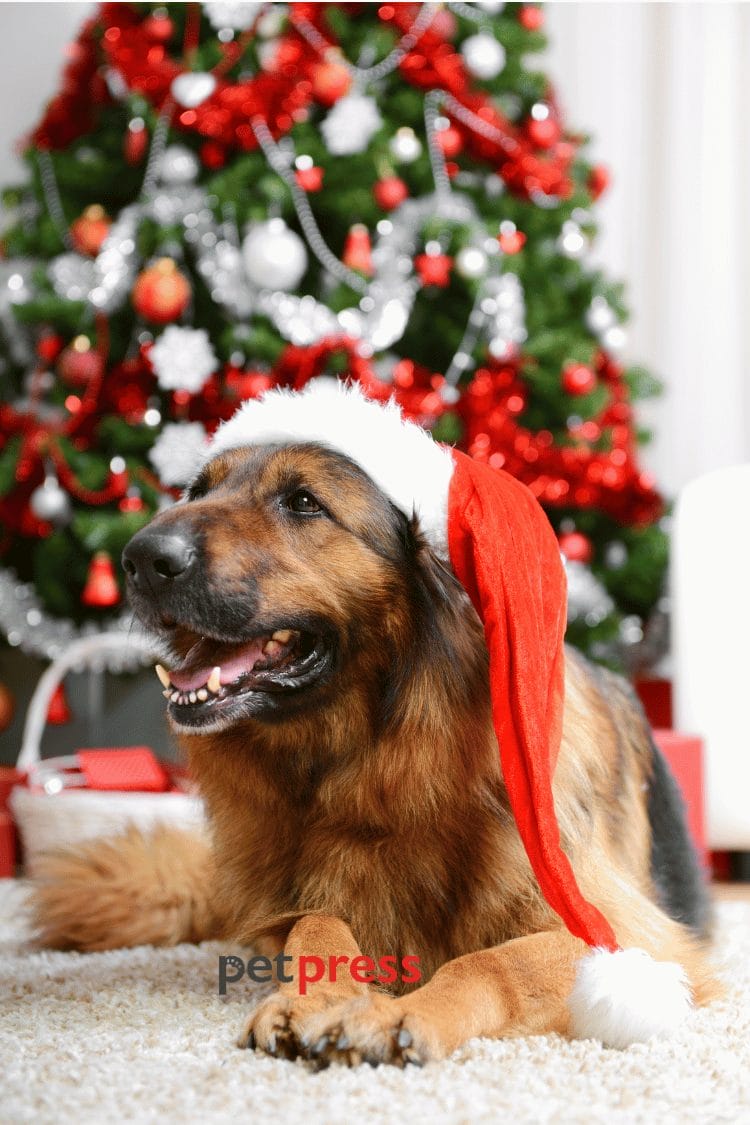 10 Mind-Blowing Dog Christmas Wallpaper: Prepare to Be Amazed! - PetPress