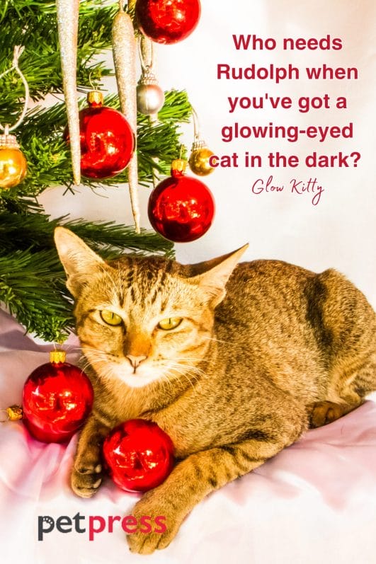 85 Funny Christmas Cat Quotes to Crack You Up This Holiday