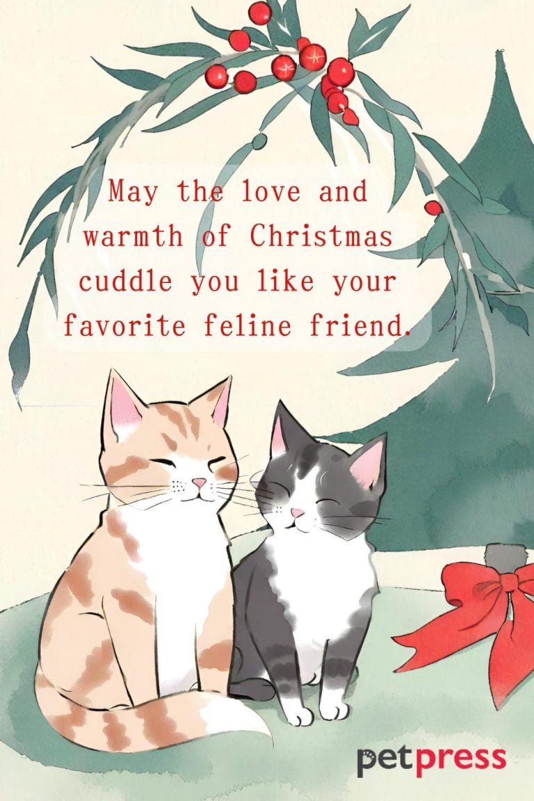 85 Hilarious & Festive Phrases for Cat Christmas Card Quotes