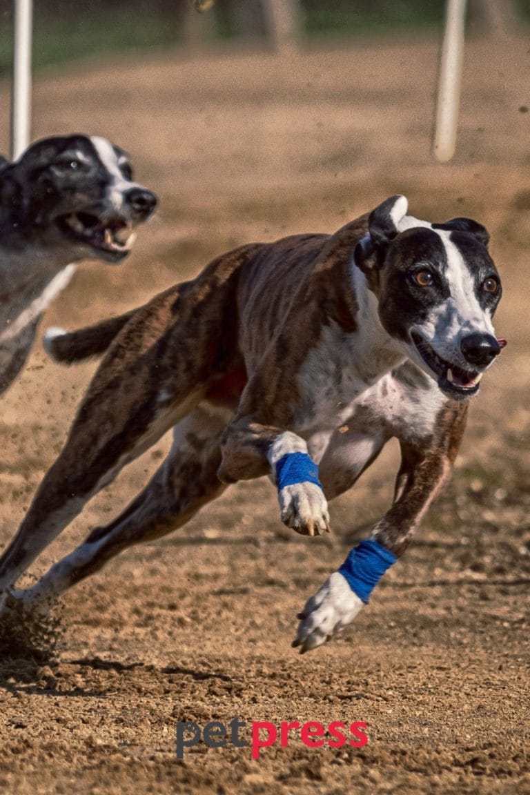 Hounds of Speed: Tailoring the Greyhound Dog Exercise Needs