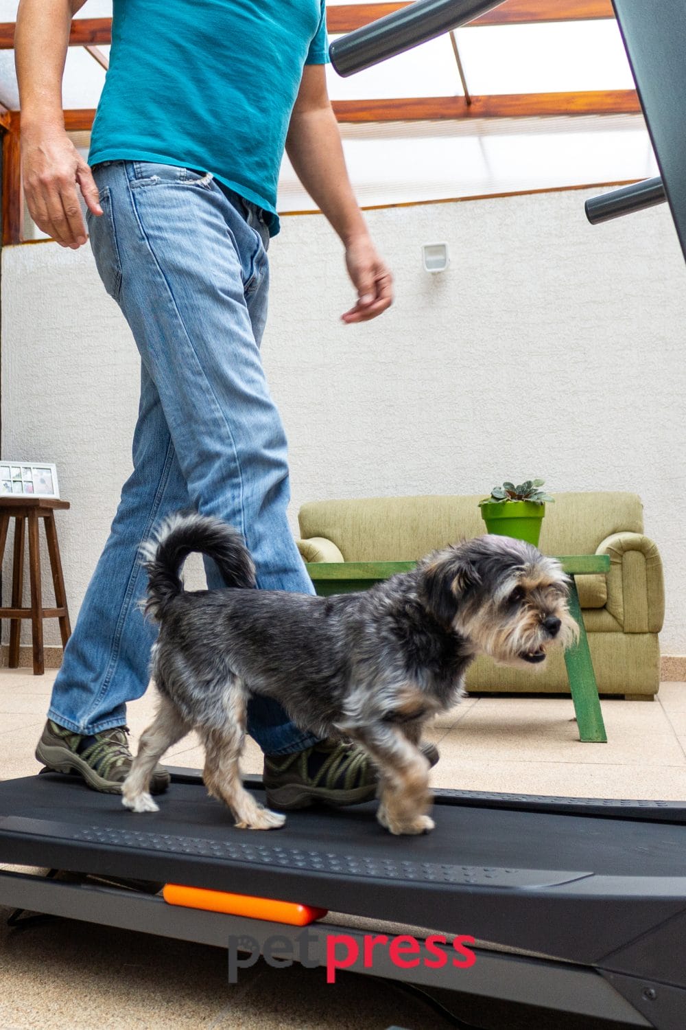 Canine Fitness: Discover the Joy of Low-Impact Dog Exercise
