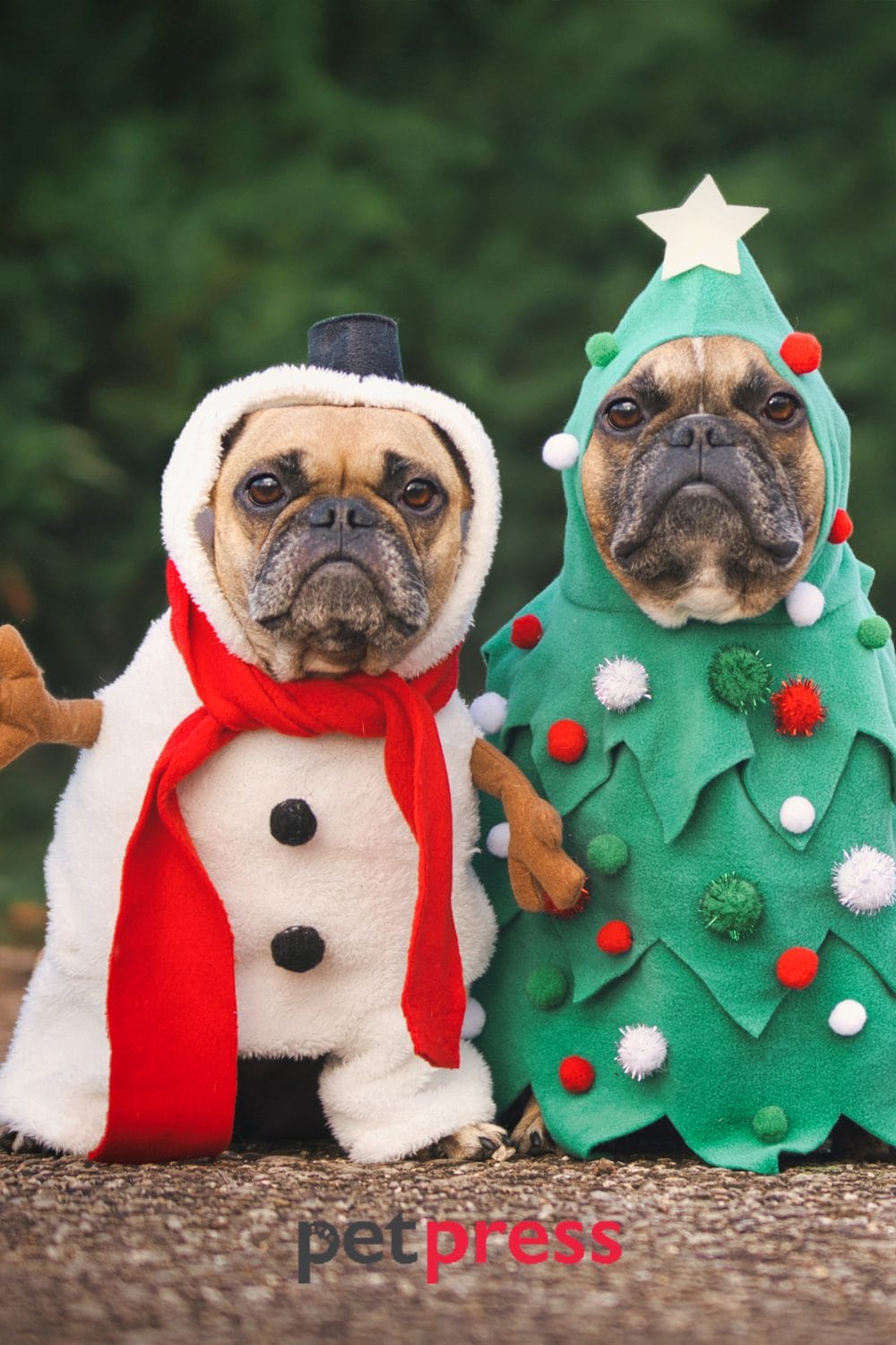 Best Dog Christmas Outfit Ideas: Making Your Pooch More Festive