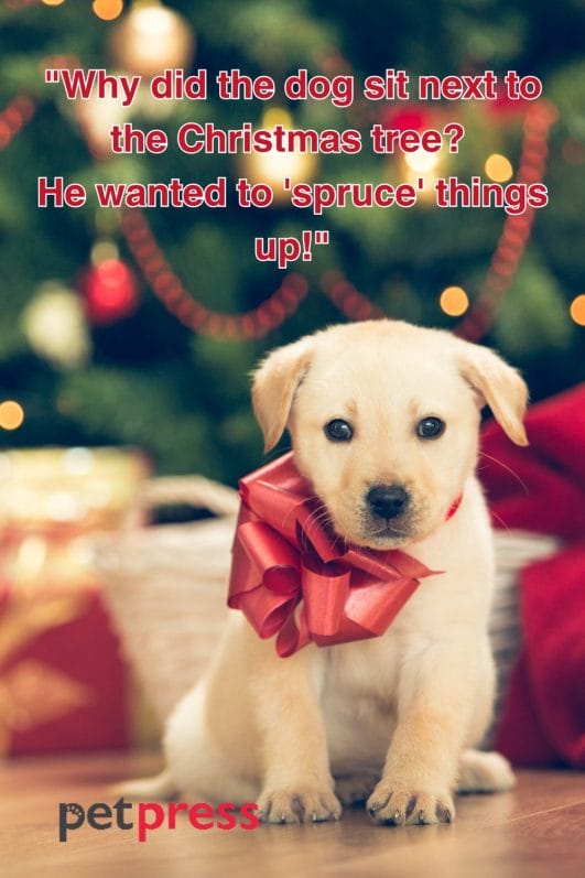 105 Funny Christmas Dog Quotes That Sparkle up the Holidays