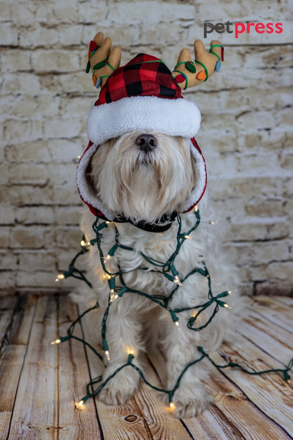 Top 10 Hottest Dog Christmas Ribbons You Need to Explore! - PetPress