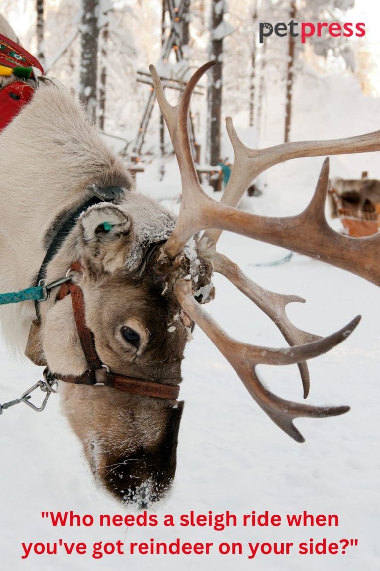 85 Reindeer Christmas Quotes Filled with Enchanting Delight - PetPress