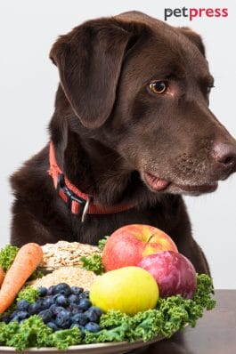 Best Dog Christmas Recipes: Discover the Ultimate Festive Treats!