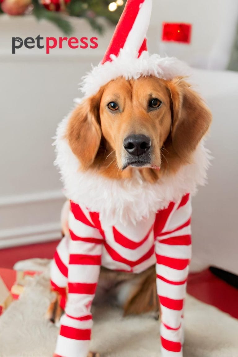 20 Dog Christmas Costumes to Make You Howl with Laughter!