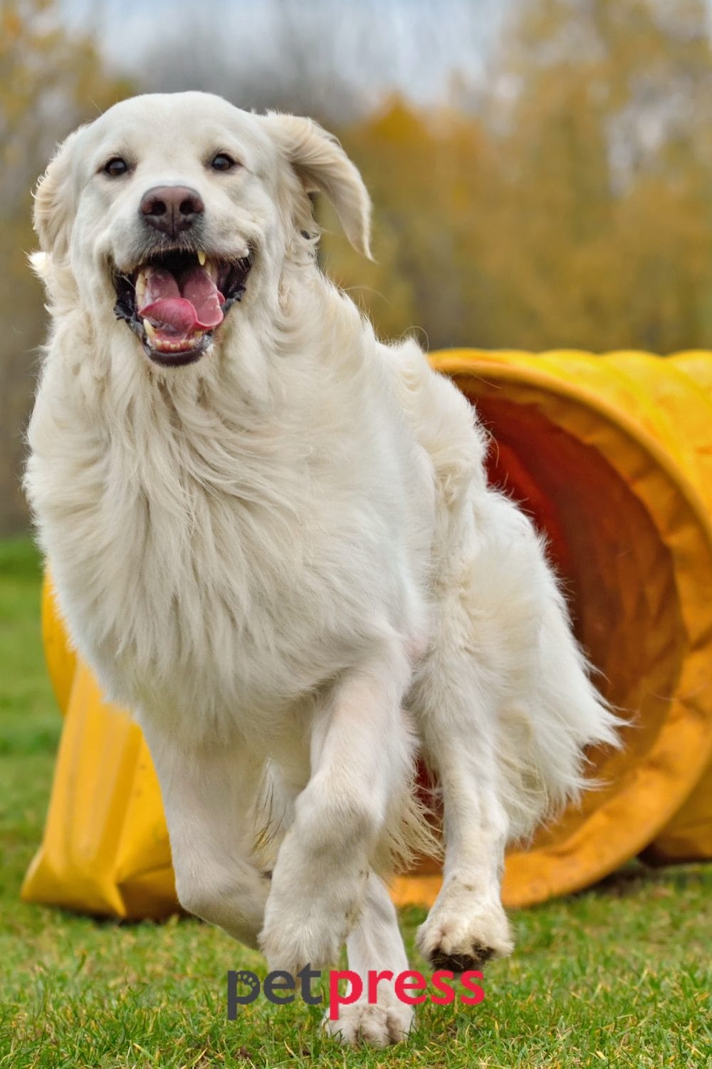 DIY Dog Exercise Equipment: Boost Your Pet's Fitness at Home!