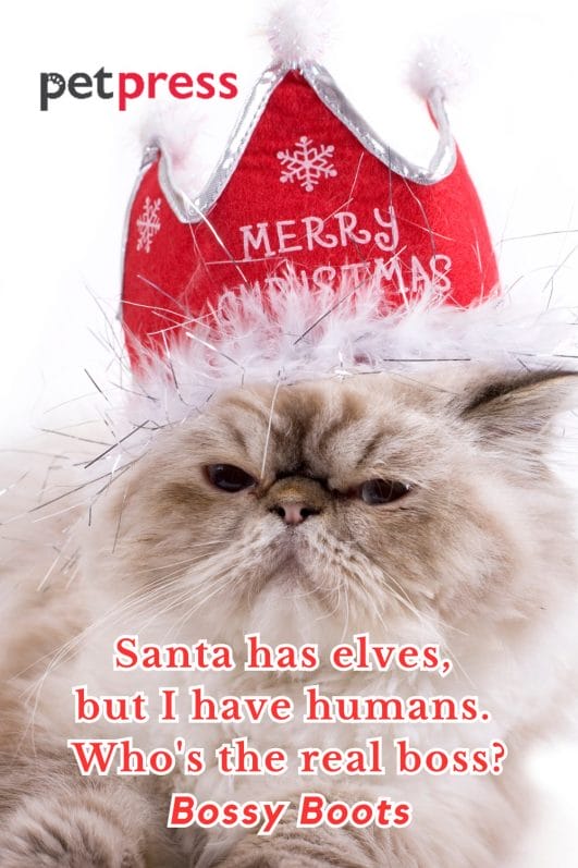 85 Funny Christmas Cat Quotes to Crack You Up This Holiday