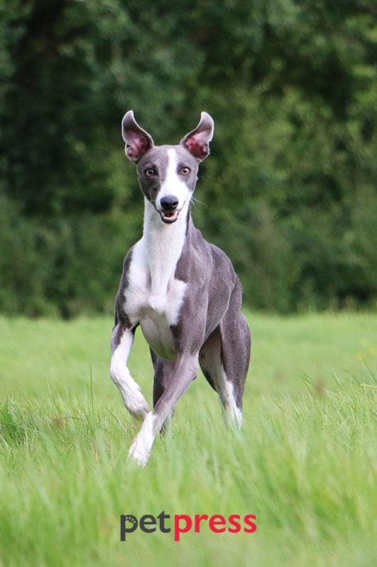 Hounds of Speed: Tailoring the Greyhound Dog Exercise Needs