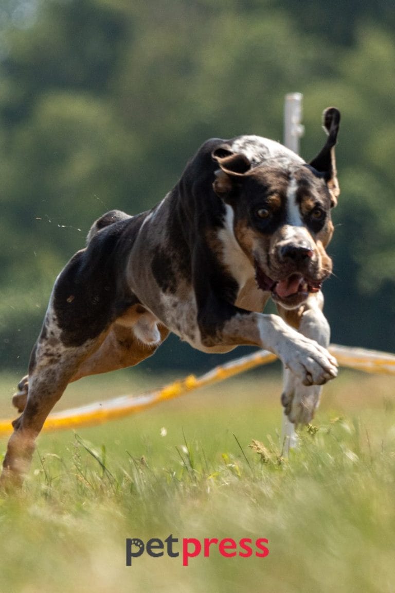 A Quick Guide to the Catahoula Leopard Dog Exercise Needs