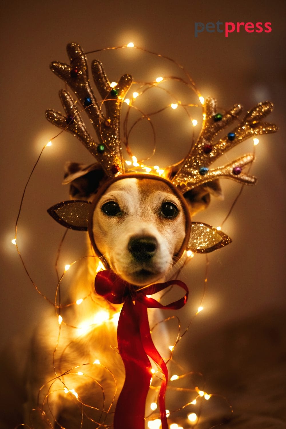 Top 10 Hottest Dog Christmas Ribbons You Need to Explore! - PetPress