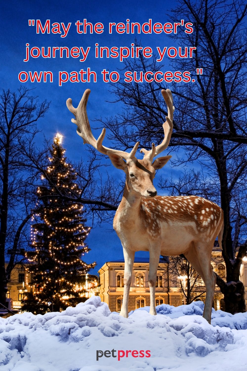 85 Reindeer Christmas Quotes Filled with Enchanting Delight - PetPress