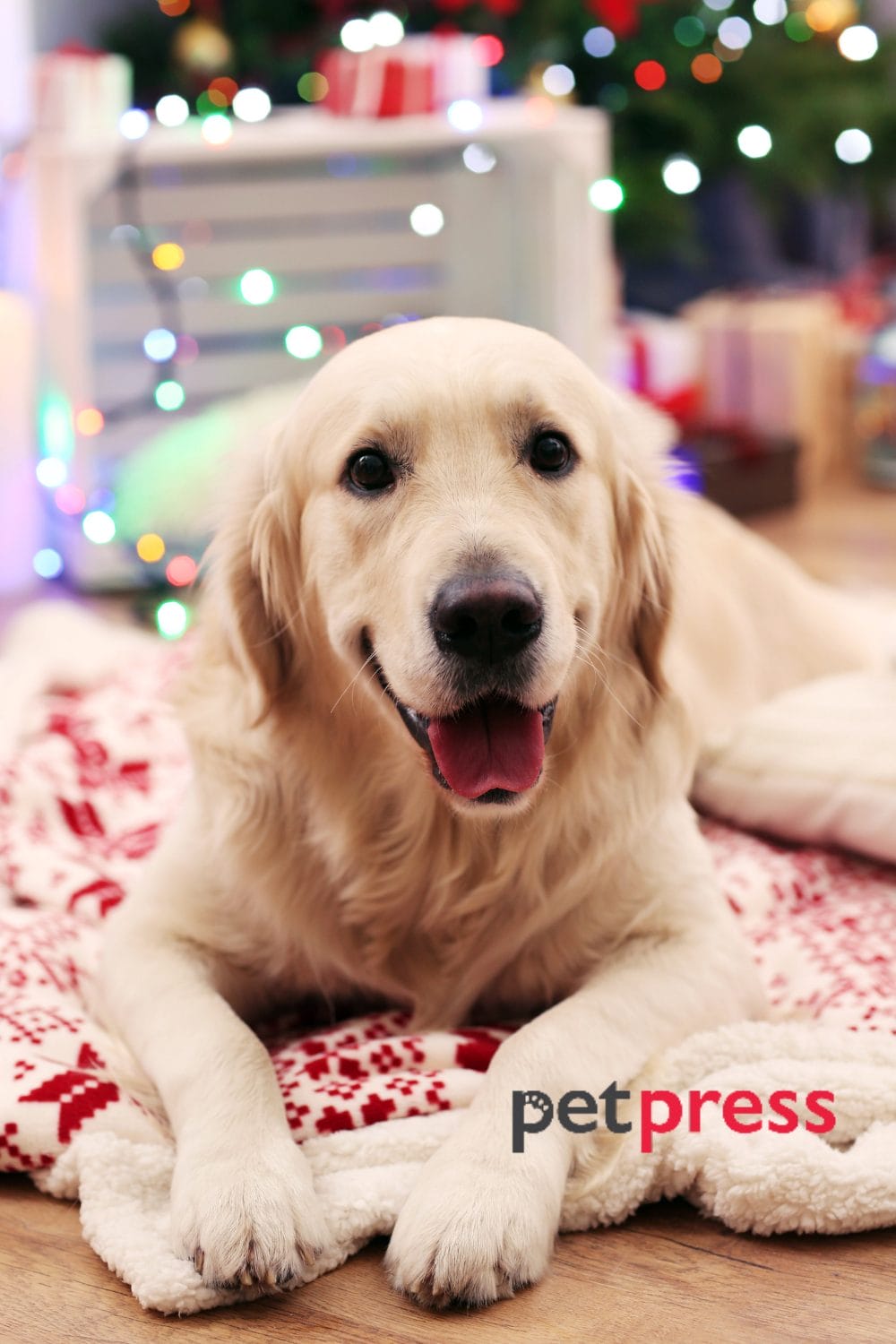 Surprise Your Pup with These 15 Cozy Dog Christmas Blanket