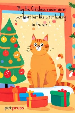 85 Hilarious & Festive Phrases for Cat Christmas Card Quotes