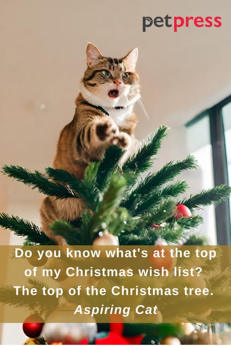 85 Funny Christmas Cat Quotes to Crack You Up This Holiday