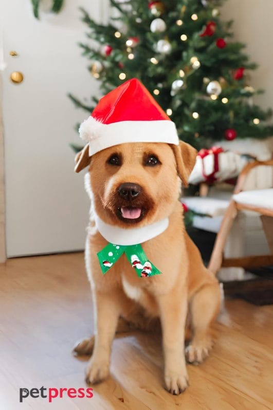Top 10 Hottest Dog Christmas Ribbons You Need to Explore! - PetPress