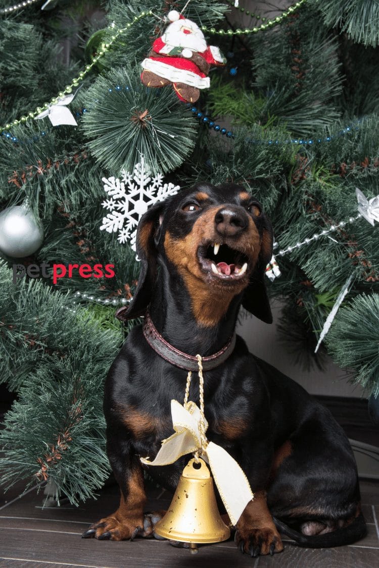 10 Mind-Blowing Dog Christmas Wallpaper: Prepare to Be Amazed! - PetPress