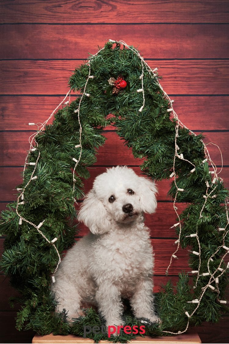 10 Mind-Blowing Dog Christmas Wallpaper: Prepare to Be Amazed! - PetPress