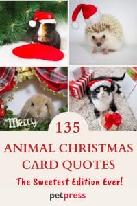 135 Animal Christmas Card Quotes: The Sweetest Edition Ever! - PetPress