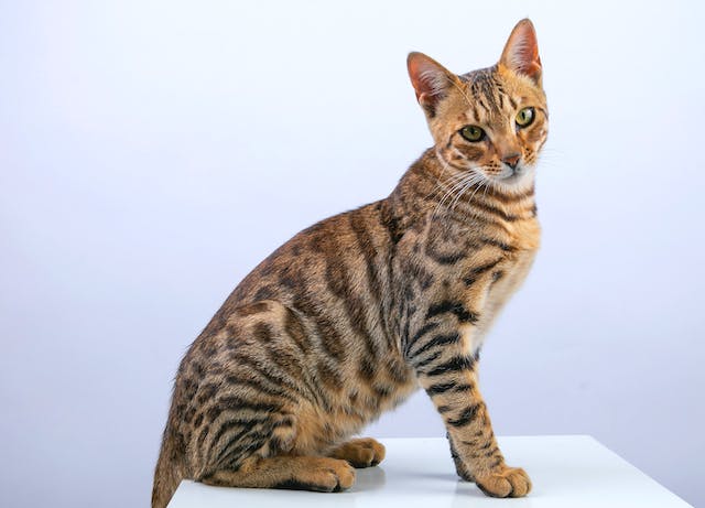 A Comprehensive Guide Bengal Cat Behavior Problems