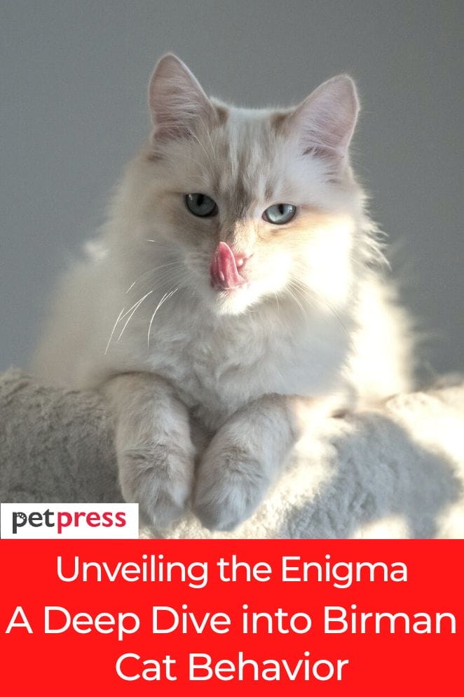 Unveiling the Enigma: A Deep Dive into Birman Cat Behavior
