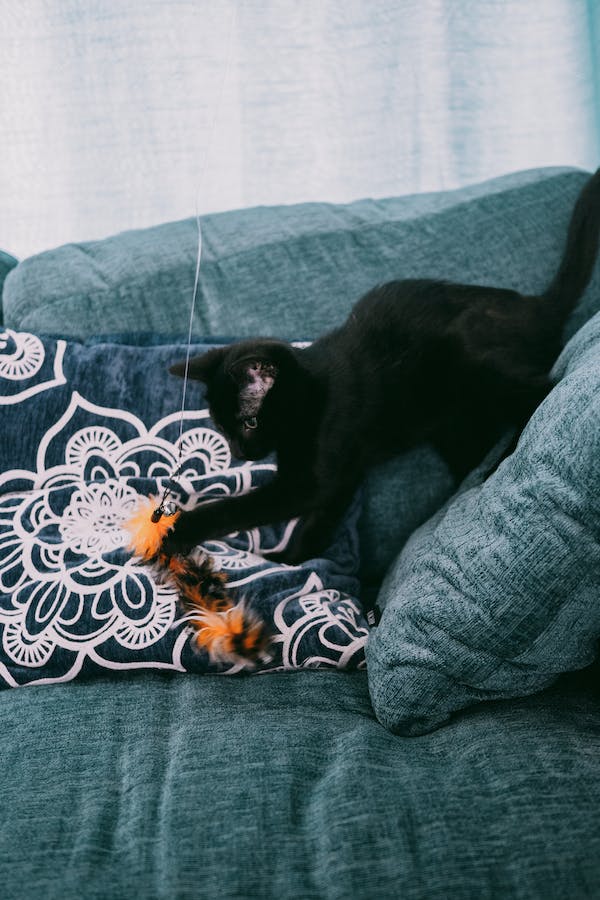 Enigma of Cats: 20+ Interesting Cat Behavior Facts