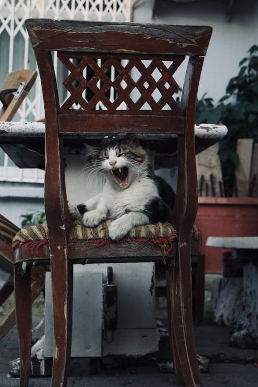 A Step-By-Step Guide: How to Fix Cat Behavior Problems