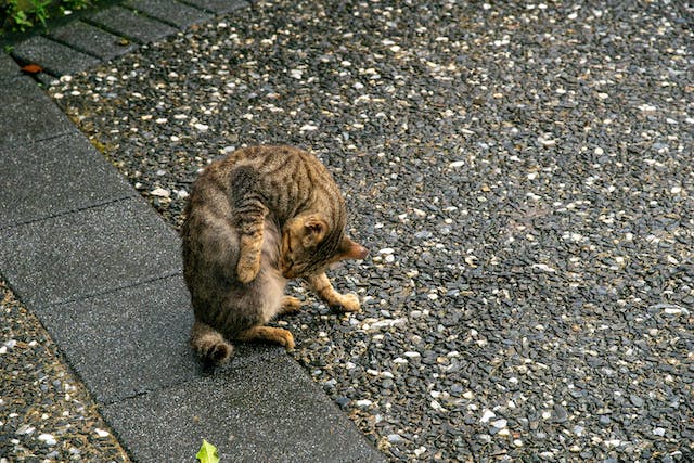 A Step-By-Step Guide: How to Fix Cat Behavior Problems