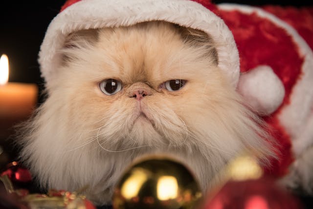 Feline Festivities: A Purr-fect Guide to Cat Christmas Costumes