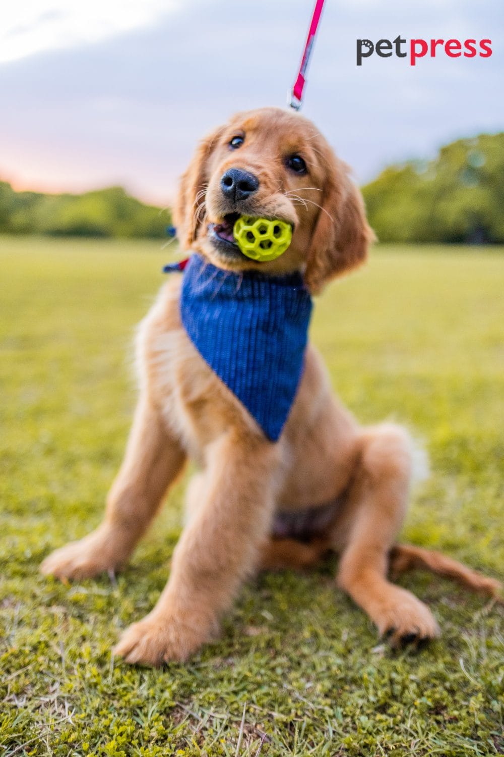 20 Best Dog Christmas Gifts to Thrill Your Pawesome Pups - PetPress