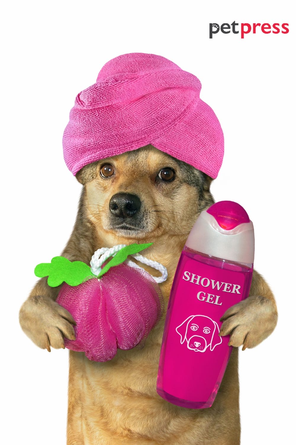 20 Best Dog Christmas Gifts to Thrill Your Pawesome Pups - PetPress