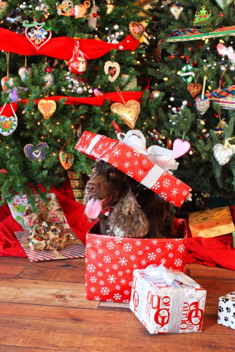 20 Best Dog Christmas Gifts to Thrill Your Pawesome Pups - PetPress