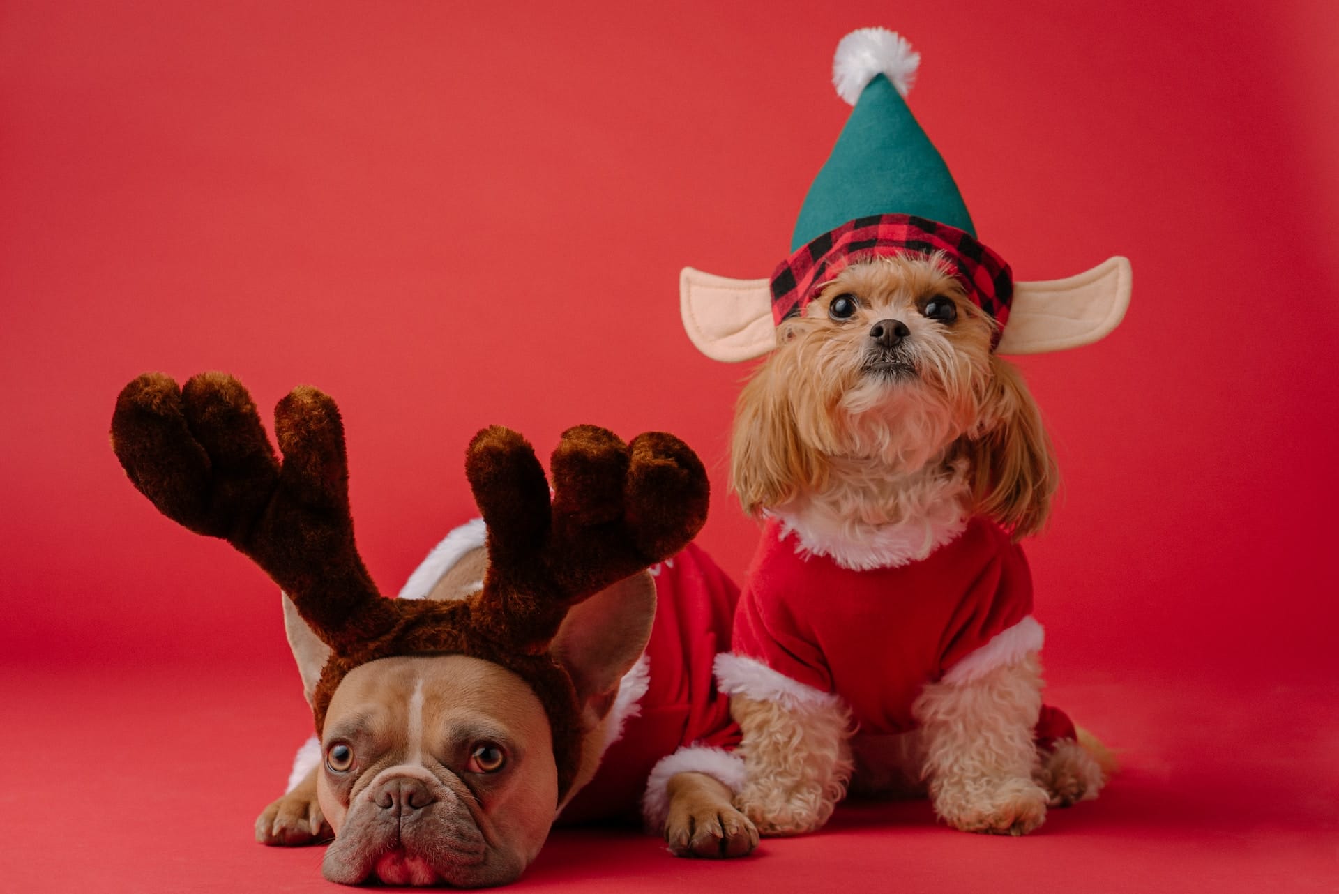 Best Dog Christmas Outfit Ideas: Making Your Pooch More Festive