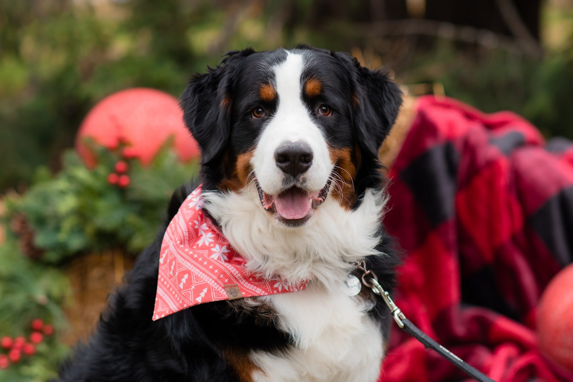 Dog Christmas Bandana: Get the Best Pup Style That Turns Heads