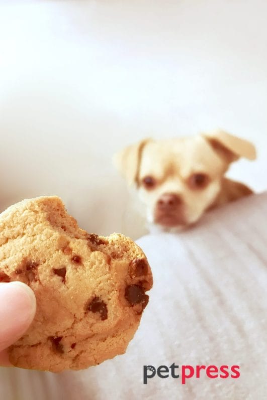 10 DIY Festive Dog Christmas Cookies to Get the Pups Wagging