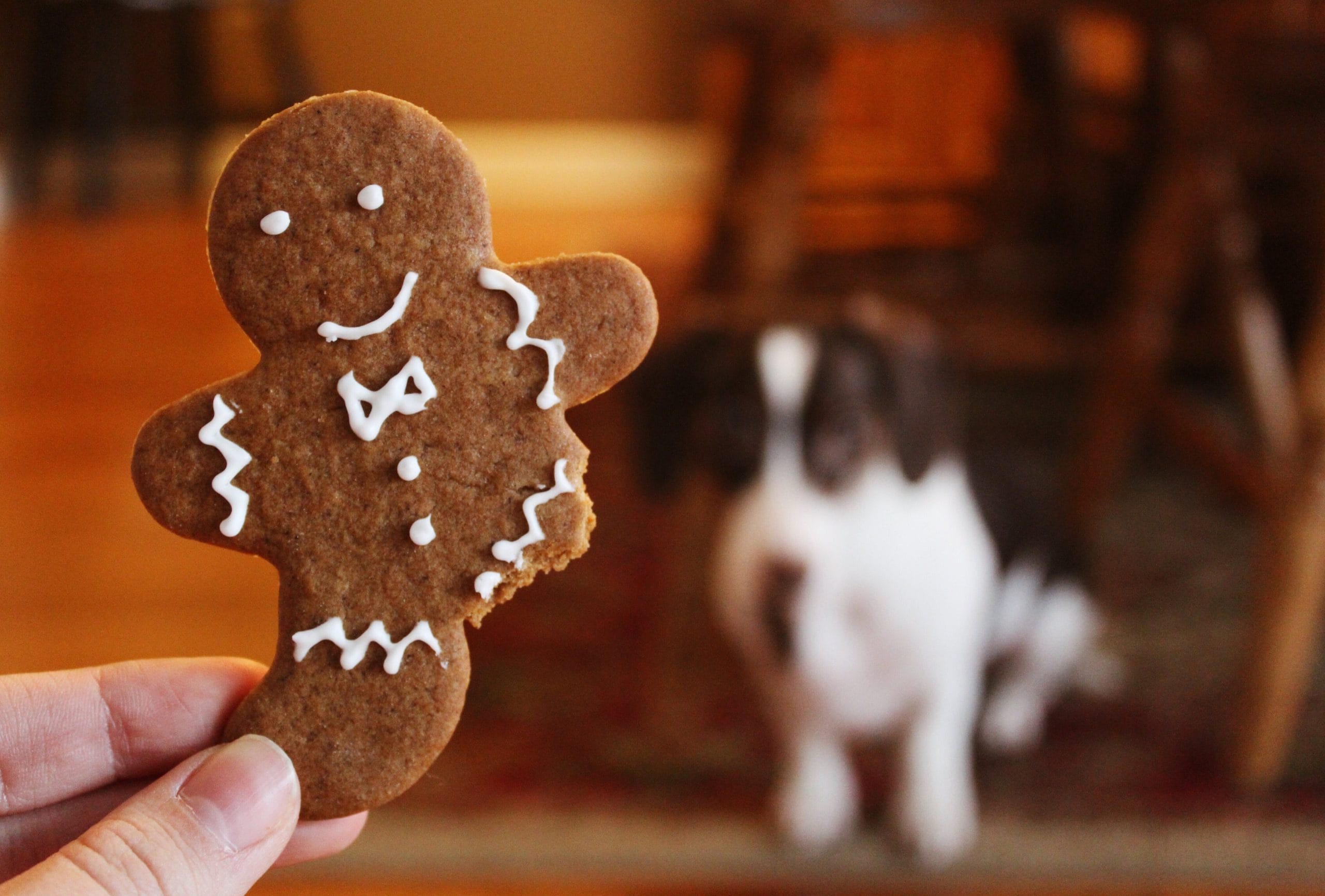 10 DIY Festive Dog Christmas Cookies to Get the Pups Wagging