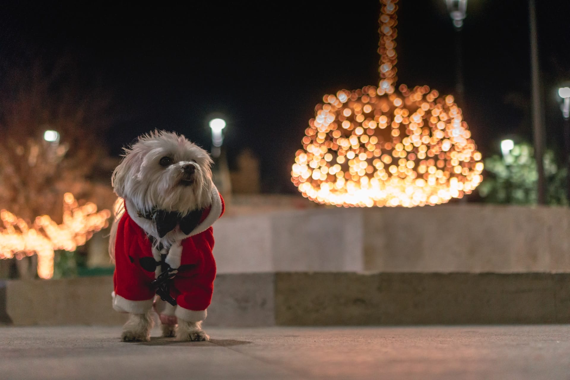 20 Dog Christmas Costumes to Make You Howl with Laughter!