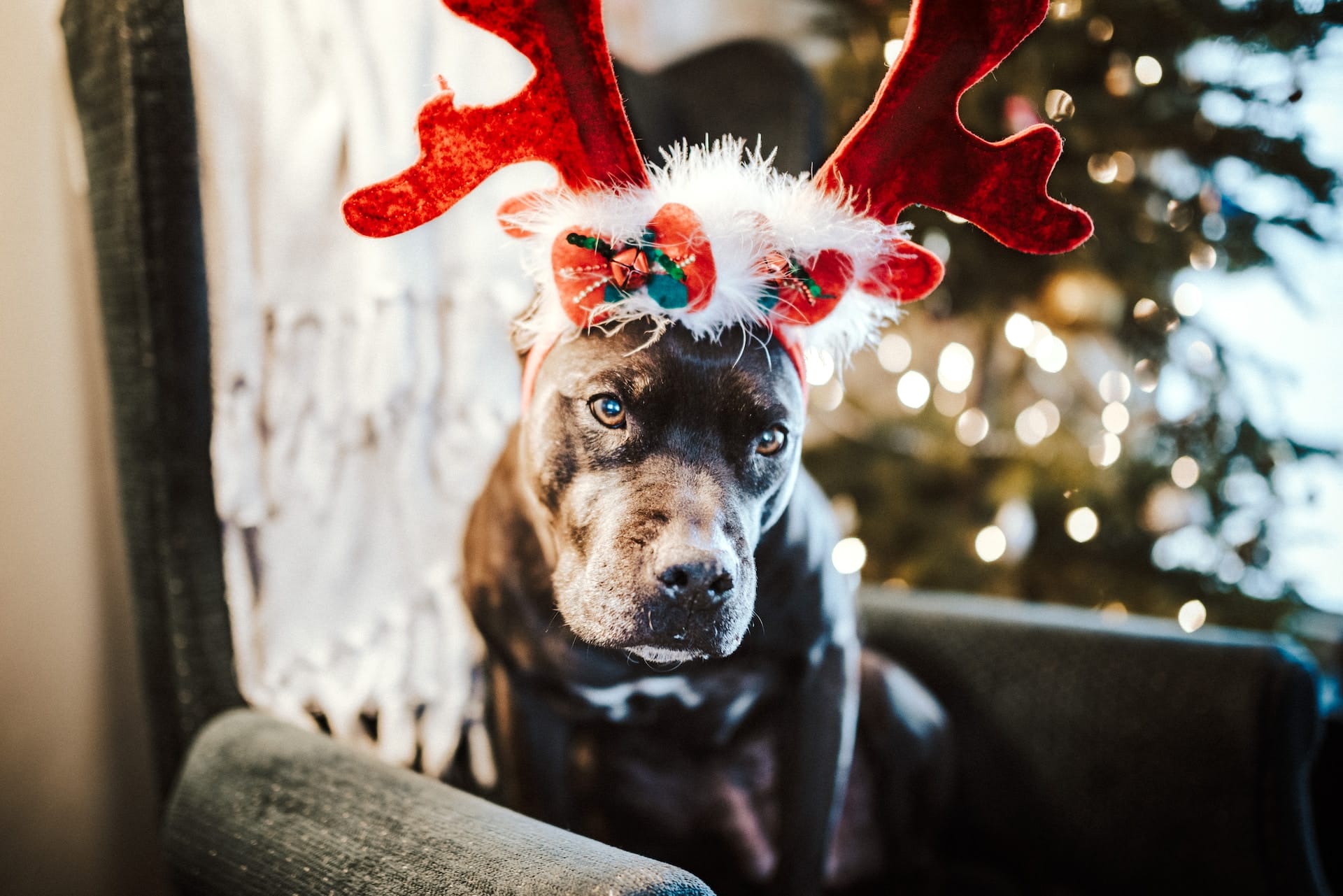 10 Insanely Adorable Dog Christmas Decorations You Must Get