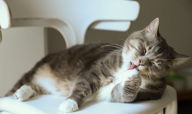Dominant Cat Behavior: Unraveling the Feline Hierarchy