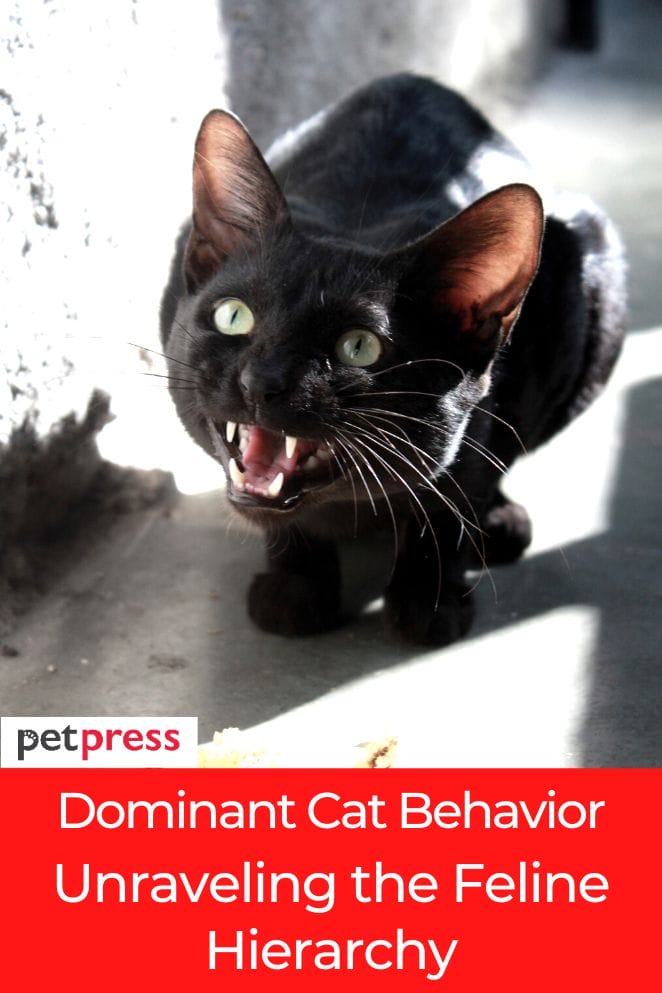 Dominant Cat Behavior: Unraveling the Feline Hierarchy