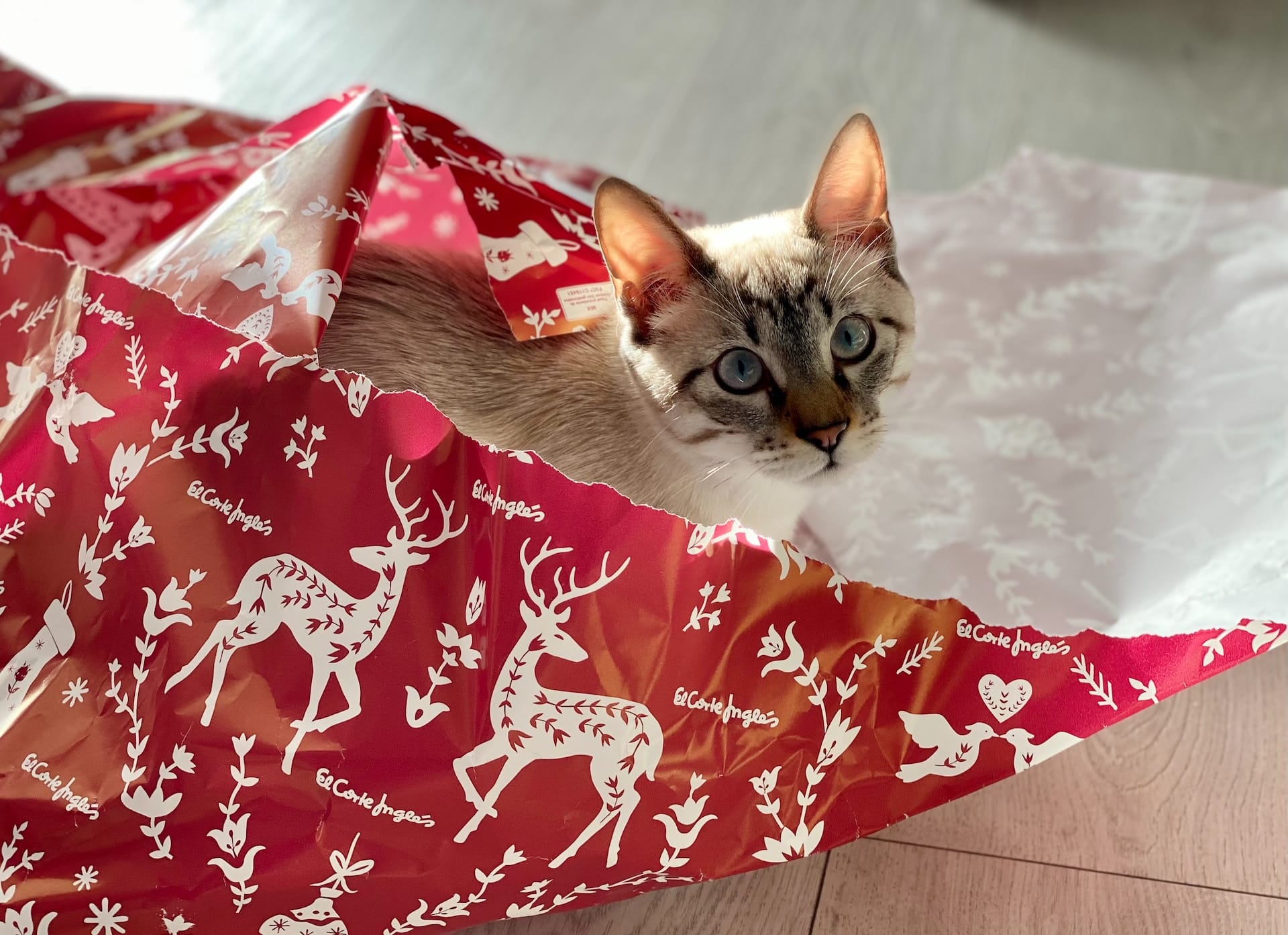 85 Funny Christmas Cat Quotes to Crack You Up This Holiday